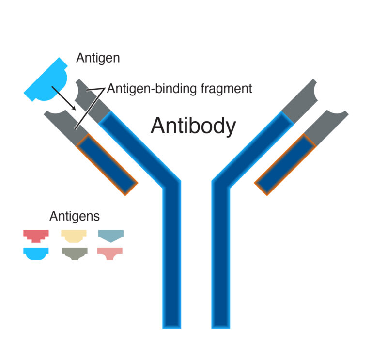 Immunoglobulins and Antibodies: Types, Functions, and Immune System ...